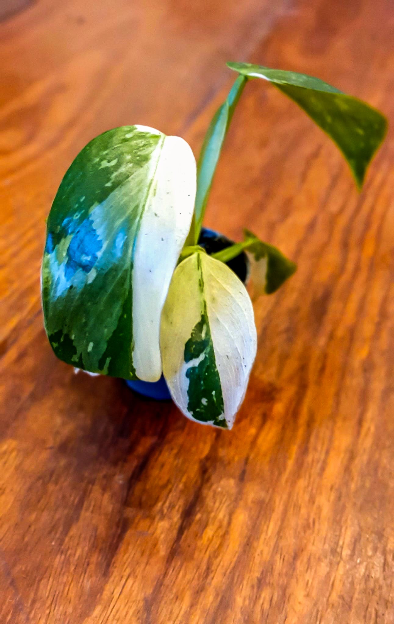 Rare Plants – Avalon - Plants & Gifts