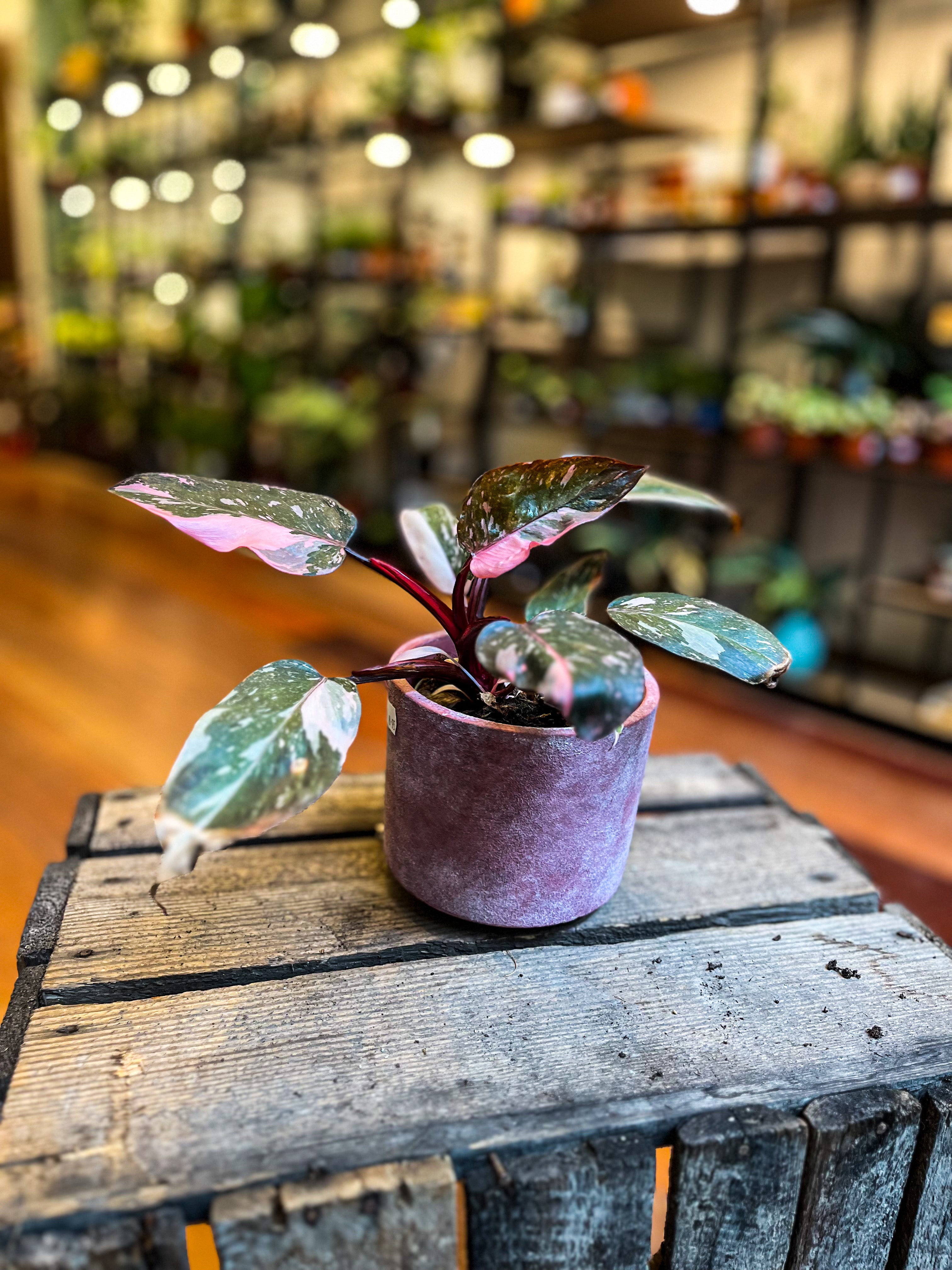 Avalon - Unique Plants & Bonsai – Avalon - Plants & Gifts