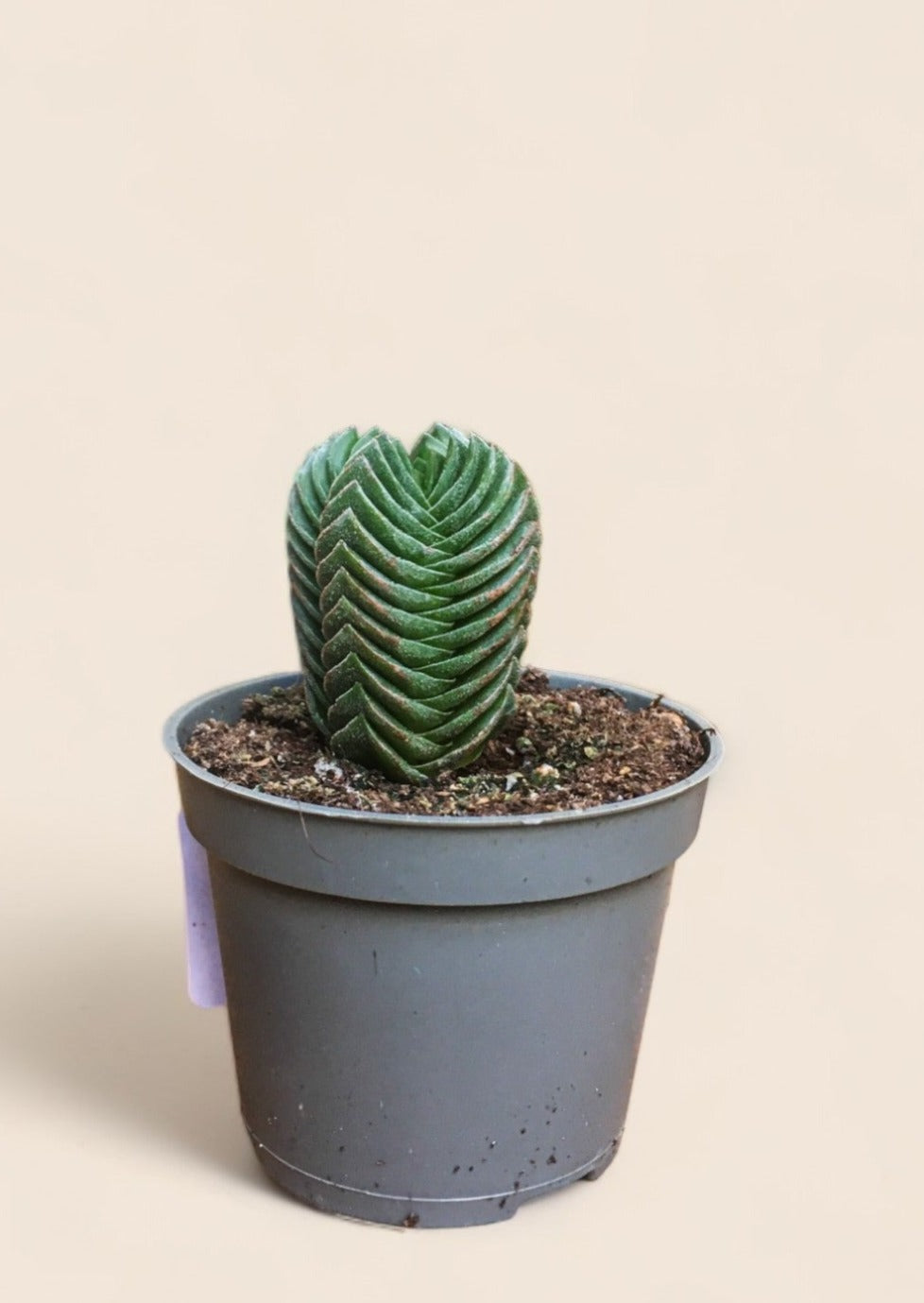 Avalon - Unique Plants & Bonsai – Avalon - Plants & Gifts