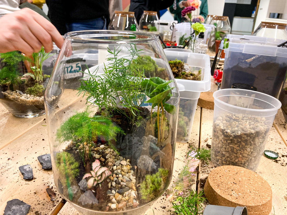 Private Terrarium Workshop | 6 people and up – Avalon - Plants & Gifts