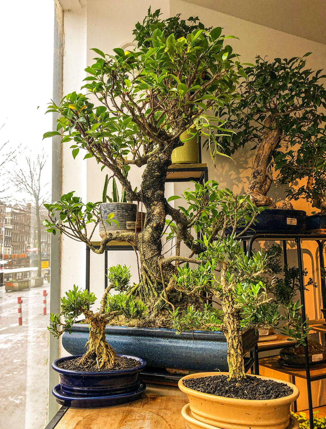 Avalon - Unique Plants & Bonsai – Avalon - Plants & Gifts