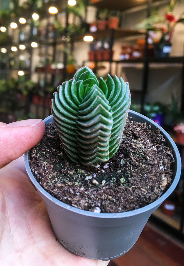 Avalon - Unique Plants & Bonsai – Avalon - Plants & Gifts