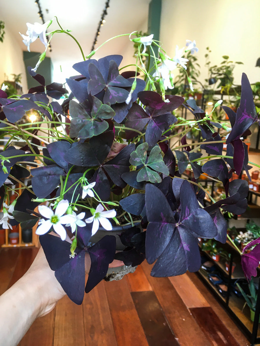 Purple Oxalis – Avalon - Plants & Gifts