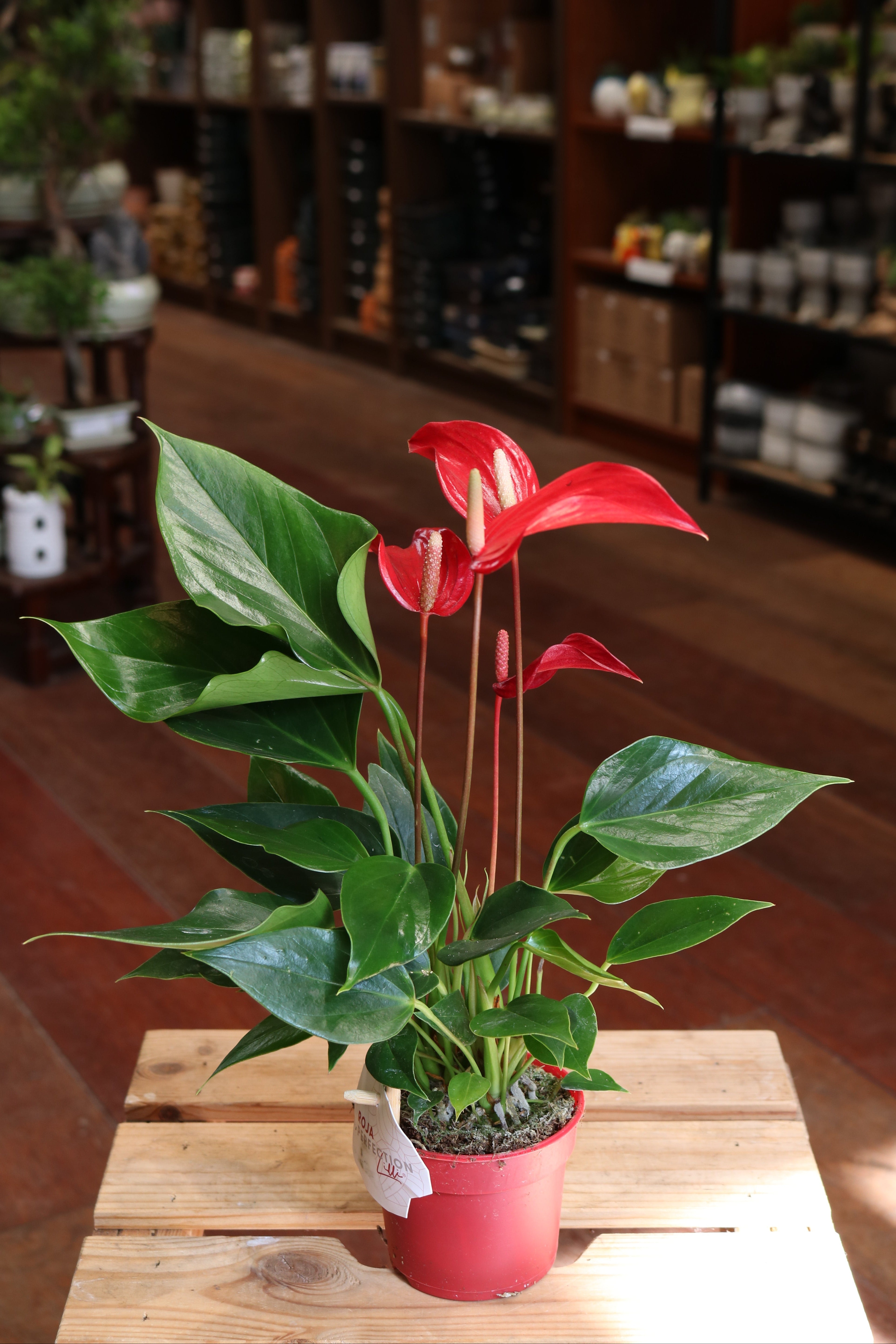 Anthurium 'Spirit' – Avalon - Plants & Gifts