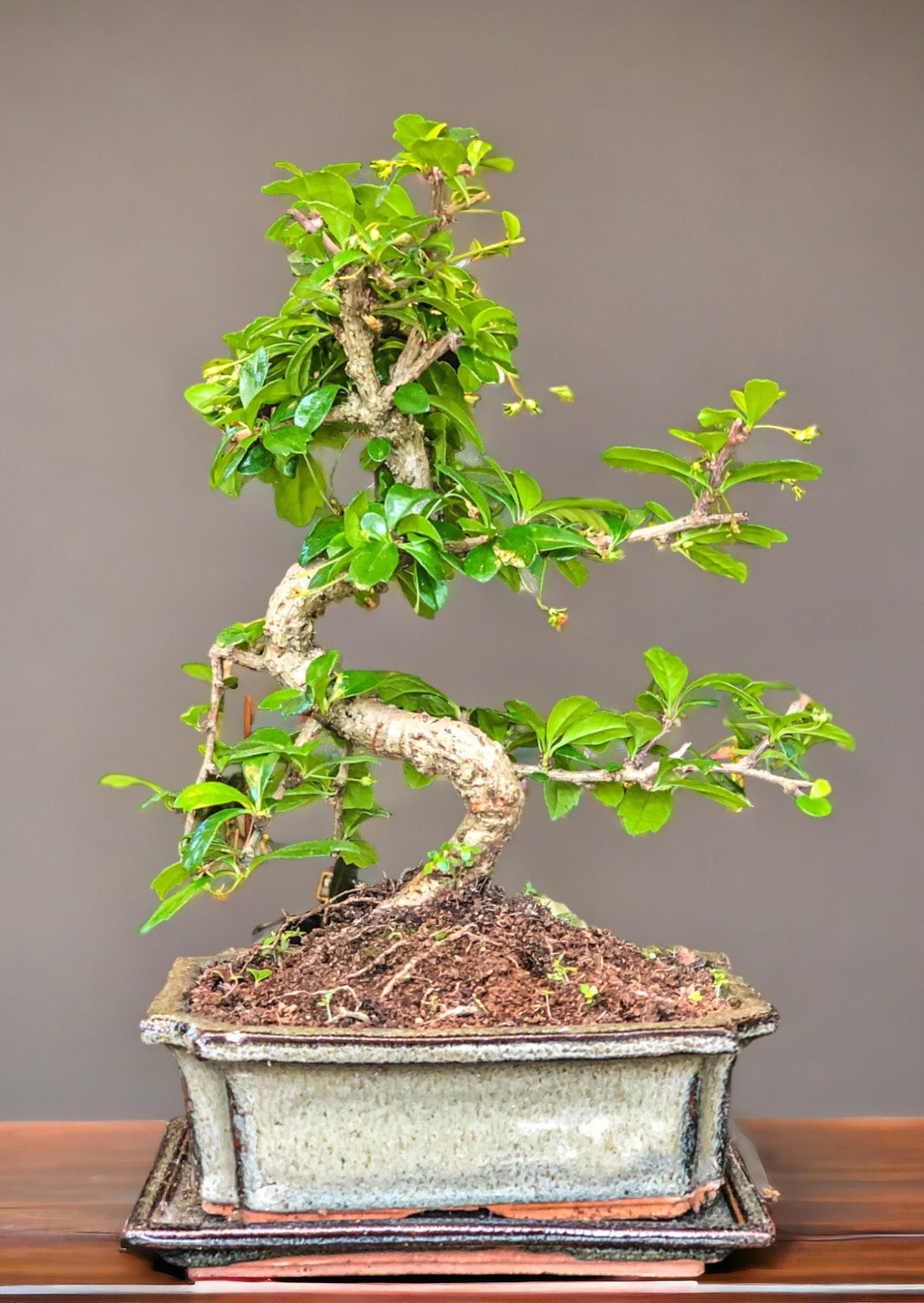 Avalon - Unique Plants & Bonsai – Avalon - Plants & Gifts