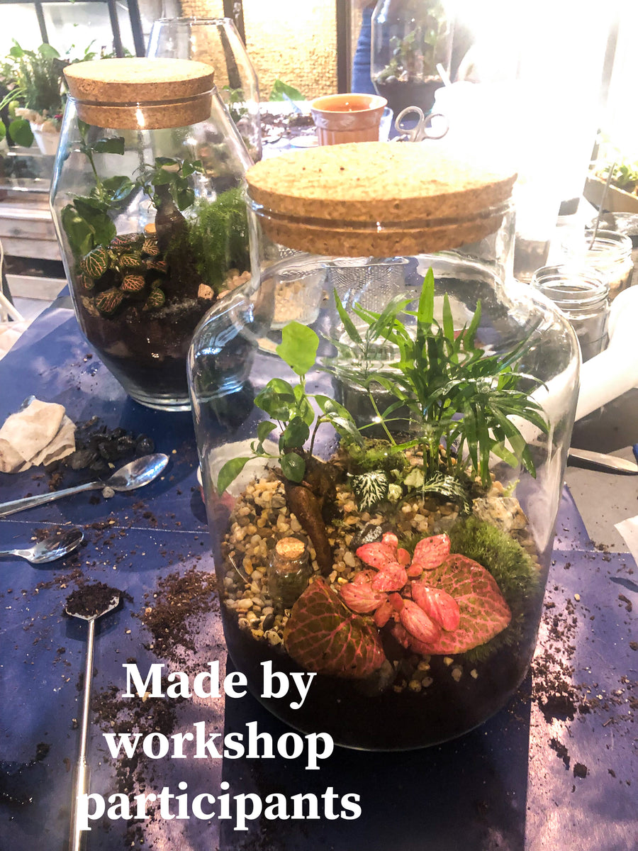 Terrarium Workshop (Amsterdam) | 4-30 people – Avalon - Plants & Gifts