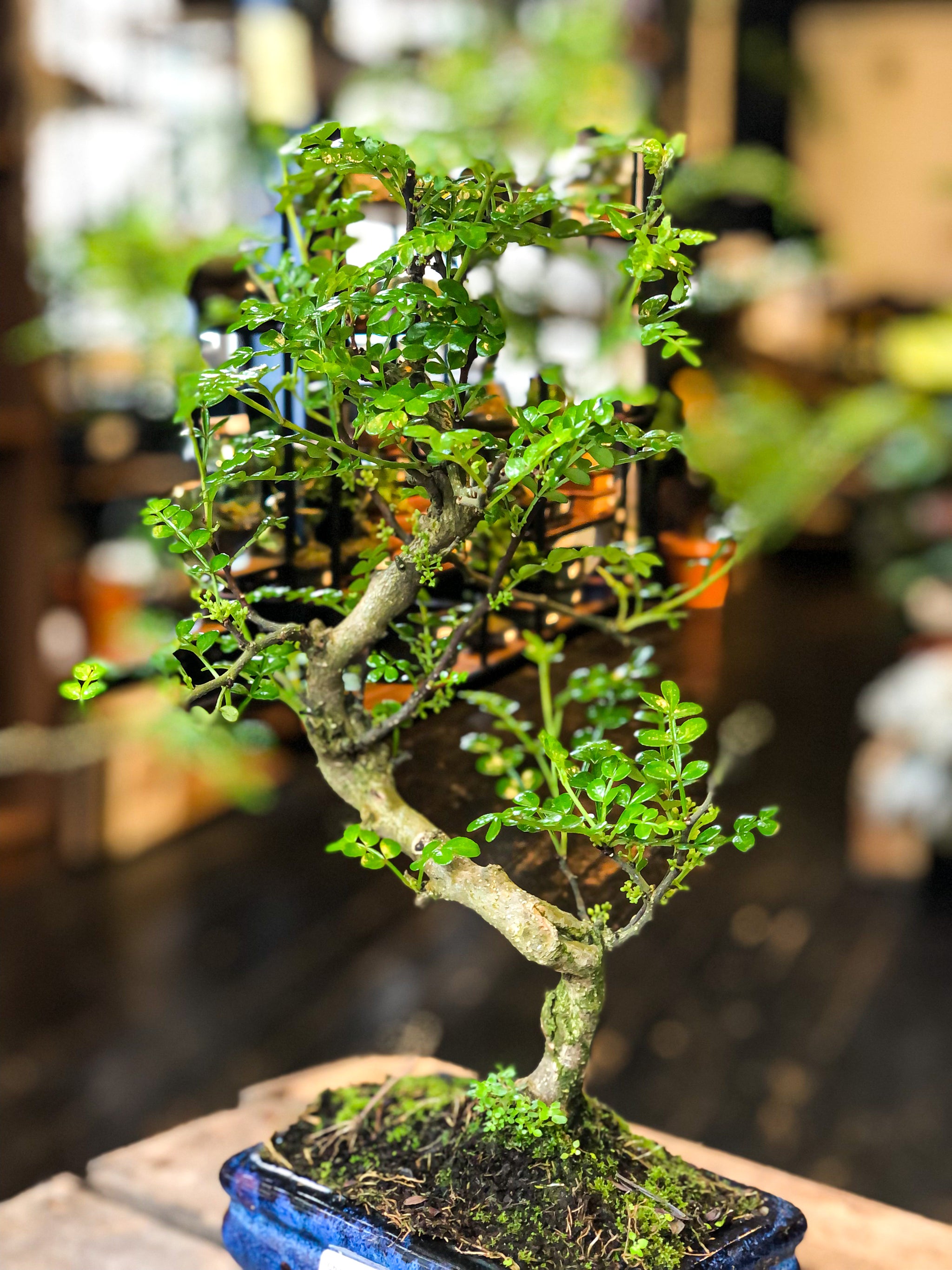 Chinese Pepper Tree | Moyogi Style (S-shaped, Informal Upright Style ...