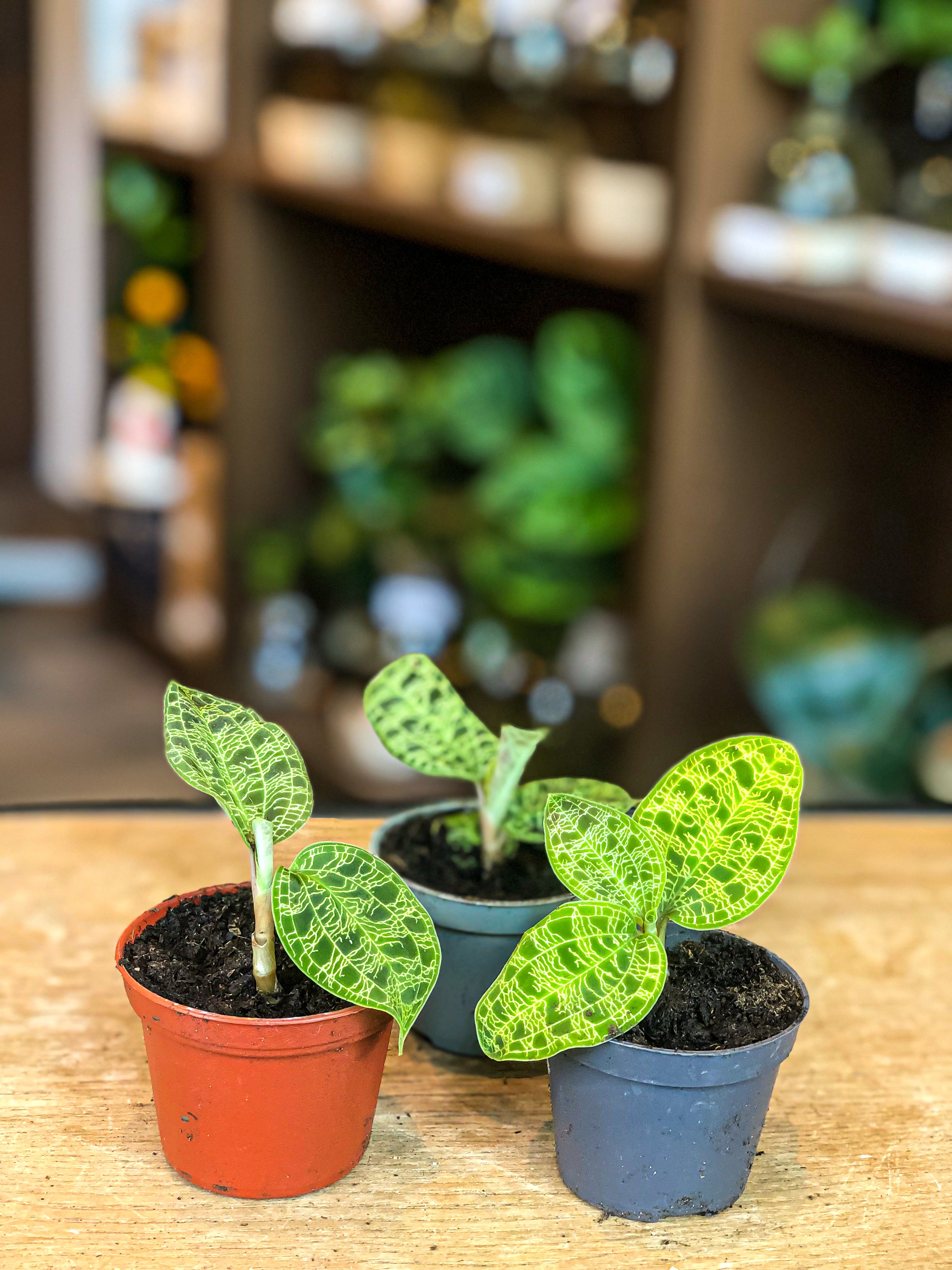 Avalon - Unieke planten en bonsai – Avalon - Plants & Gifts