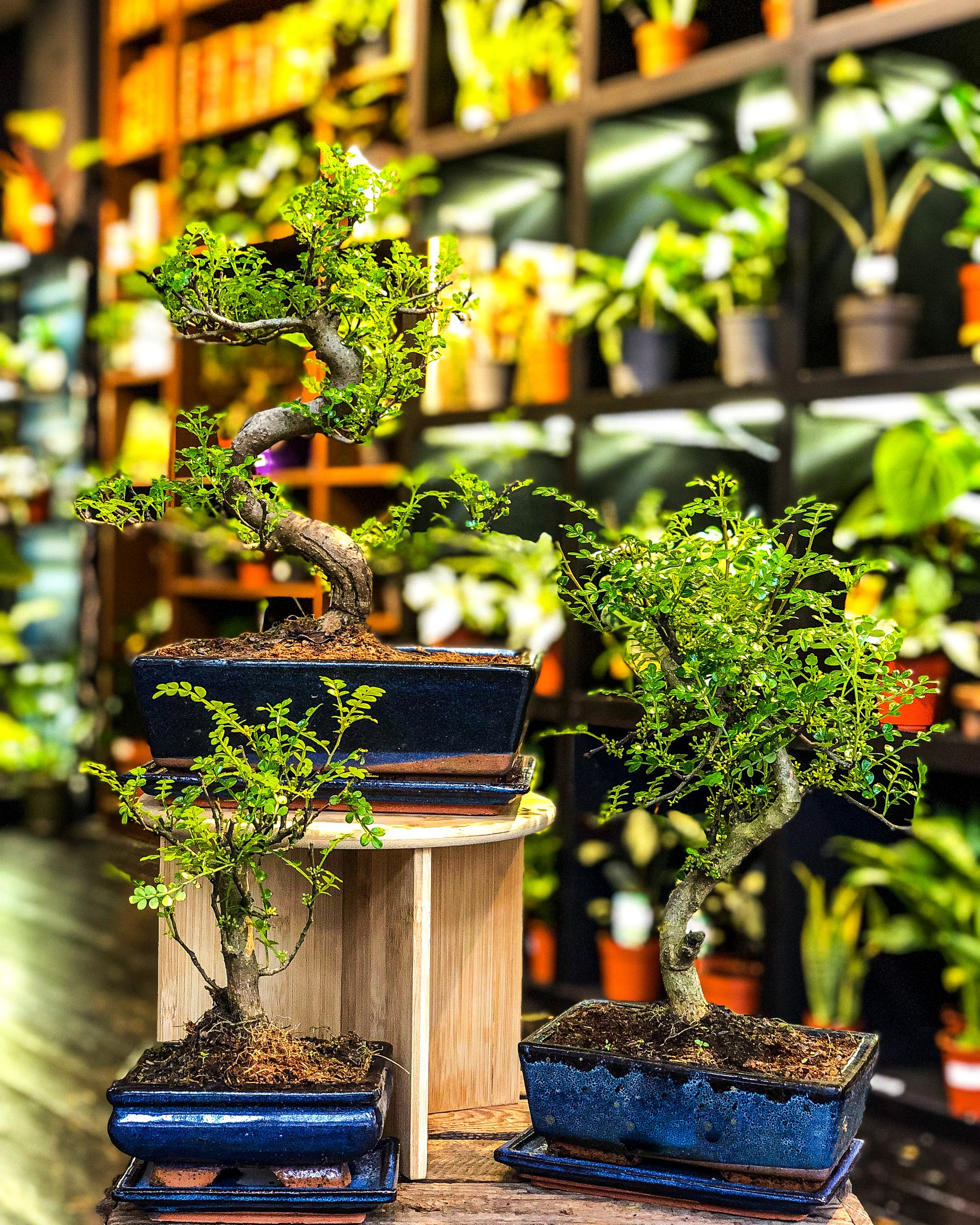 Chinese Pepper Tree | Moyogi Style (S-shaped, Informal Upright Style ...