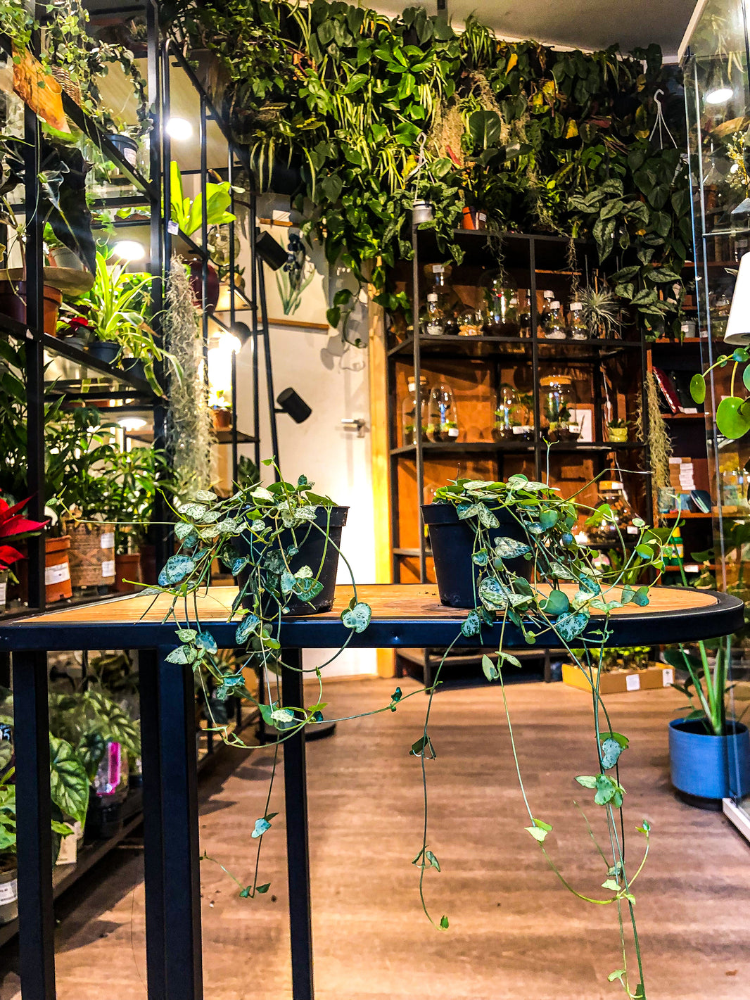Avalon - Unique Plants & Bonsai – Avalon - Plants & Gifts